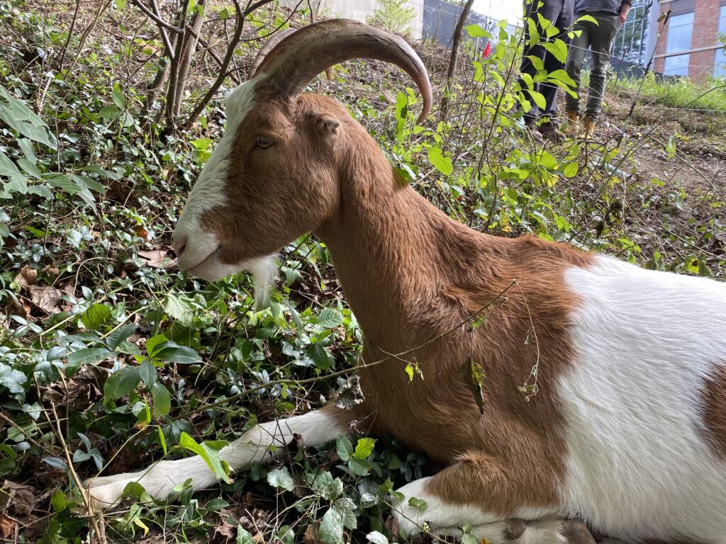 Goats of Harmony Hall make long awaited return to Glen Woods